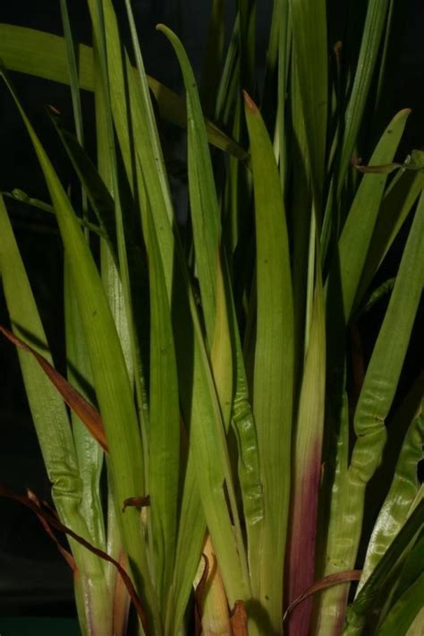 Xyris Tennesseensis Kral Tennessee Yellow Eyed Grass World Flora