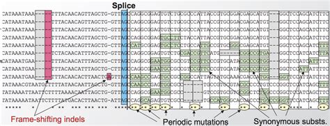 4 4 Diversity Of Evolutionary Signatures An Overview Of Selection Patterns Biology Libretexts