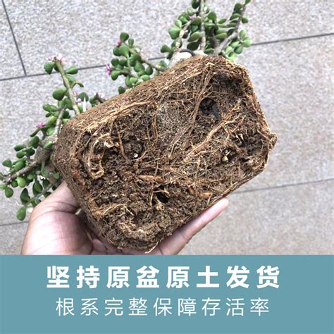 多肉金枝玉叶盆栽老桩雅乐造型盆景防辐射四季开花室外阳台绿植 虎窝淘