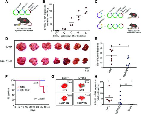 Endogenous Ephb2 Knockout In The Liver Of An Immunocompetent Hcc Mouse