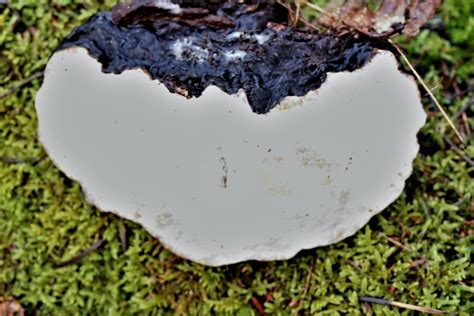 Ganoderma Lucidum Curtis P Karst