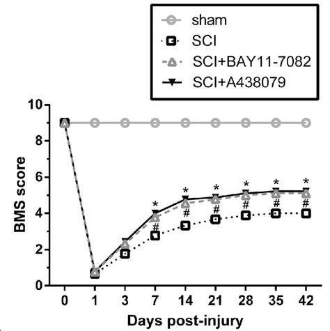 Bay 11 7082 Or A438079 Improves Locomotor Functional Recovery Basso Download Scientific