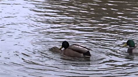 Naughty Ducks Nsfw Youtube