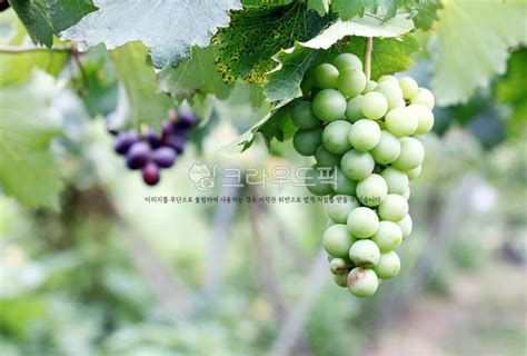 무료다운 상업적으로 사용 가능한 이미지입니다 이미지를 클릭하여 다운받으세요 Grapes Fruit