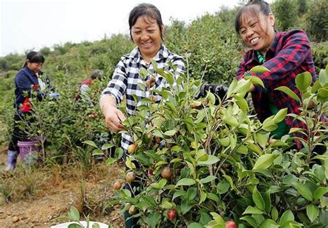 油茶树的经济效益很大但如果农民没做到这4点很难实现大丰收 搜狐大视野 搜狐新闻
