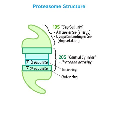 Biochemistry Glossary Protein Degradation Ditki Medical And Biological