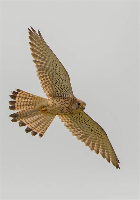 Turmfalke Forum für Naturfotografen