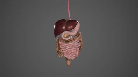 Sigmoid Flexure Bilder Durchsuchen 514 Archivfotos Vektorgrafiken