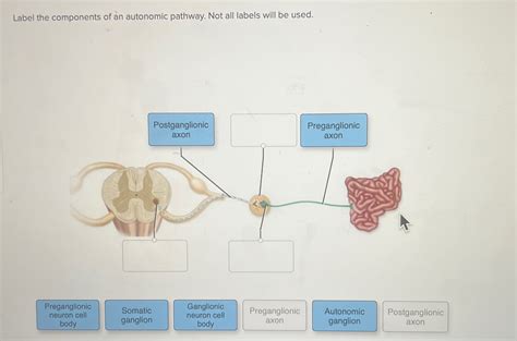 Label The Components Of An Autonomic Pathway Not All