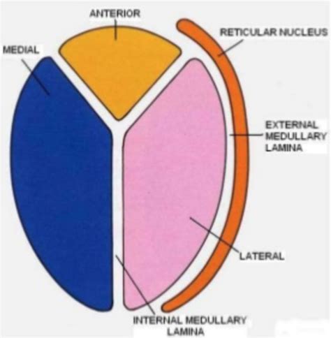 13 Thalamic Nuclei And Their Connections Flashcards Quizlet