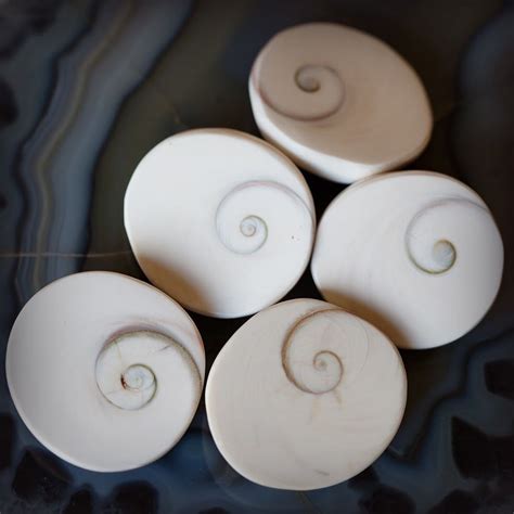 Gomati Chakra Shells For Health Prosperity And Protection