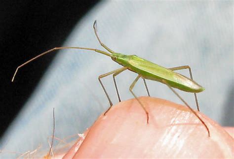 Long Green Bug Megaloceroea Recticornis Bugguide Net