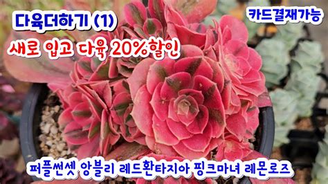 다육더하기 1 새로 입고다육이 20 할인 퍼를썬셋 앙블리 레드환타지아 레몬로즈금 허그미 YouTube