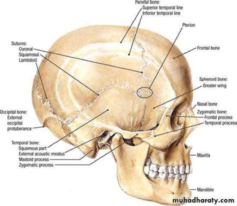Infratemporal Crest Of Sphenoid
