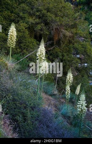 Beautiful Trees In Bloom With Beautiful Big Flowers Pink Flowers Of