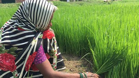 Why Are Farmers Unhappy Despite The Rise In Msp The Quint