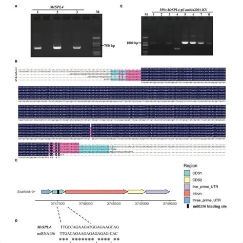 Cloning Sequence Alignment Structure Mirna156 Target And