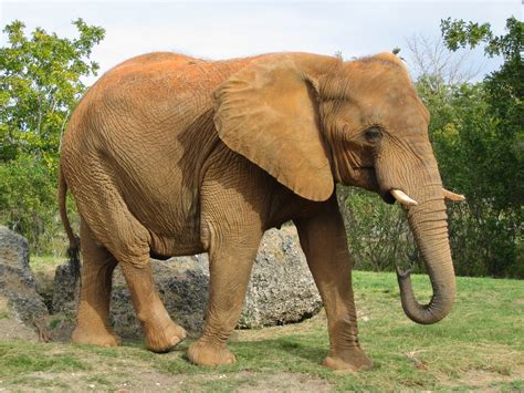 African Elephant Some True Facts Fresh Photos Wildlife Of World