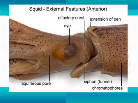 Squid Dissection