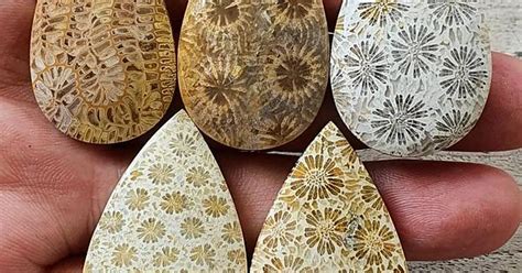 Natural Premium Quality Pieces Of Fossilized Corals That Is Ethically