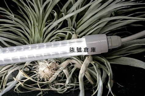 Led Yahoo