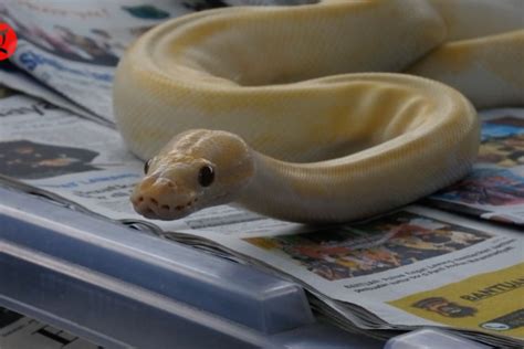 Ternak Spesies Ular Ball Python Menghasilkan Banyak Keuntungan Antara