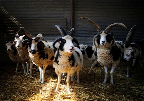 Israeli Shepherdess Uses Modern Sheep Breed To Revive Ancient Shofar