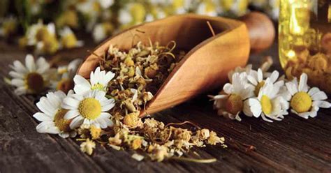 خواص چای بابونه؛ ۱۷ خاصیت درمانی از کاهش درد پریود تا درمان عفونت ستاره