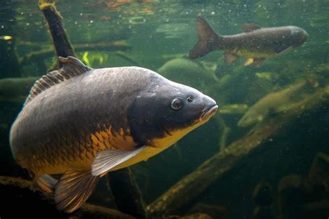 Common Carp Facts Critterfacts