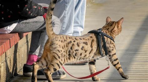 Cheetoh Cat Breed Profile Care Traits Facts And More Love Your Cat