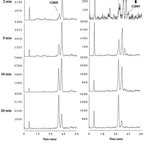 In Vivo Kinetics Of N Linked Oligosaccharide Trimming Two Different