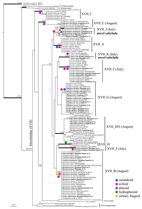 Re Examination Of The Phylogenetic Relationship Among Merulinidae Subclades In Non Reefal Coral