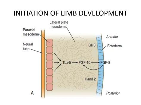 Dermatomes And Development Of Limbs Copypptx Death Injury Or