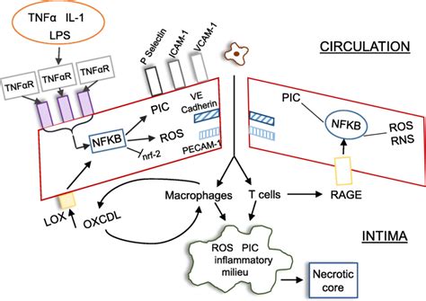 The Antagonistic Relationship Between Nf κb And Klf In Endothelial Download Scientific Diagram