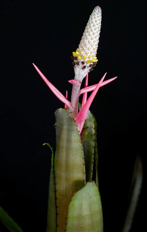 Aechmea Bromeliifolia Rubra Tropiflora