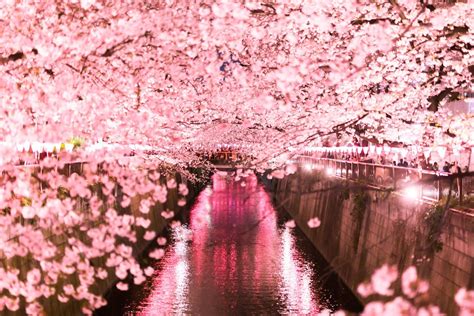Null On X Scenery Cherry Blossom Japan Cherry Blossom