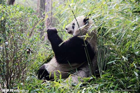 野生大熊猫摄影图 野生动物 生物世界 摄影图库 昵图网