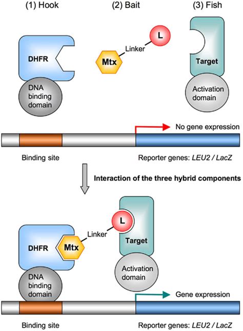 Frontiers The Yeast Three Hybrid System As An Experimental Platform To Identify Proteins