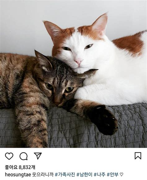 배우 허성태네 고양이들  인스티즈 Instiz 이슈 카테고리