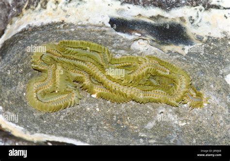 A Green Paddleworm Phyllodoce Lamelligera Marine Polychaete Under A