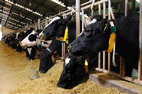 As Factory Farms Spread Government Efforts To Curb Threat From