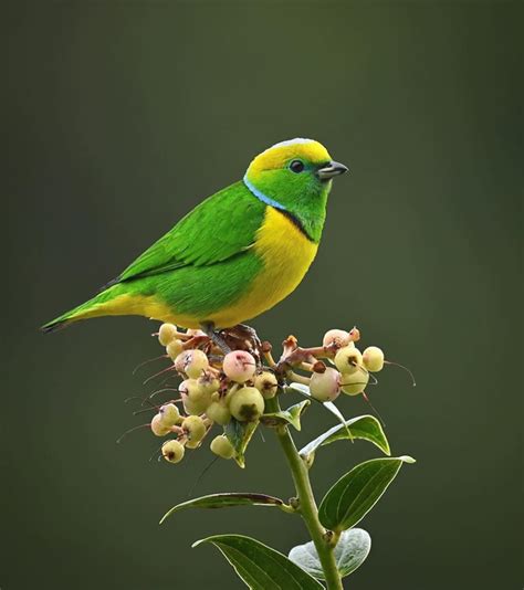 30 Beautiful Colorful Birds Photos From Around The World