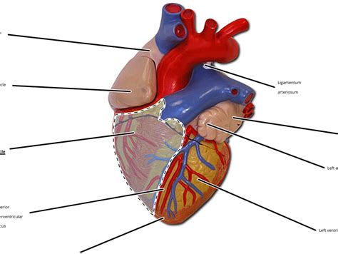 Tonsil Model Diagram Quizlet
