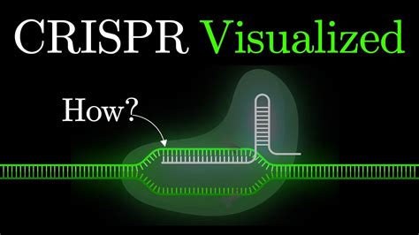 But What Is Crispr Cas9 An Animated Introduction To Gene Editing