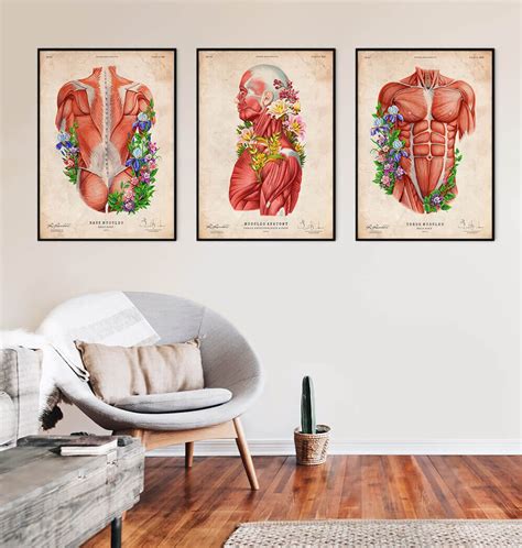 Muscles Anatomy Art Codex Anatomicus