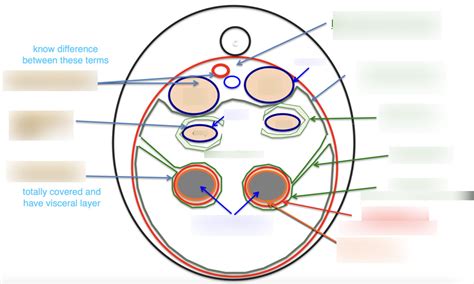 Labeling Of Retroperitoneal And Peritoneal Structures Diagram Quizlet