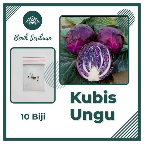 Jual 10 Bibit Kol Kubis Ungu F1 Hibrida Scarlet Benih Sayuran Cabbage