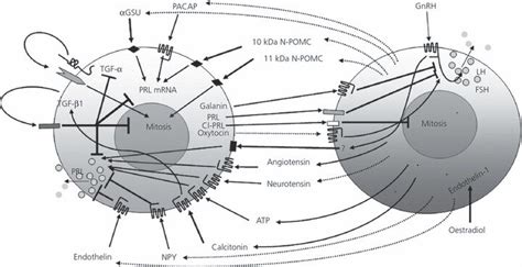 Schematic Representation Of The Paracrine Systems Acting Between