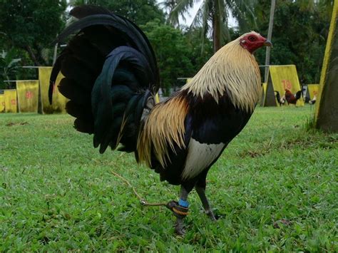 79 Best Gamefowl Images On Pinterest