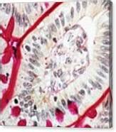 Lm Of An Intestinal Villus In Cross Section Photograph By Biophoto